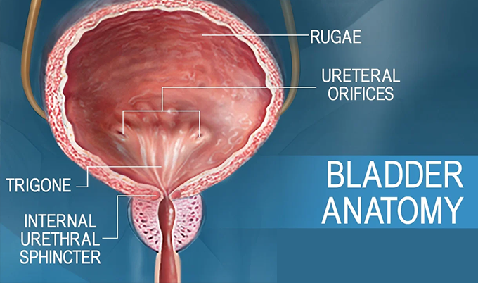 anatomy scan full bladder