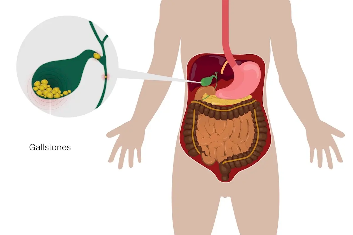 gallbladder digestive system